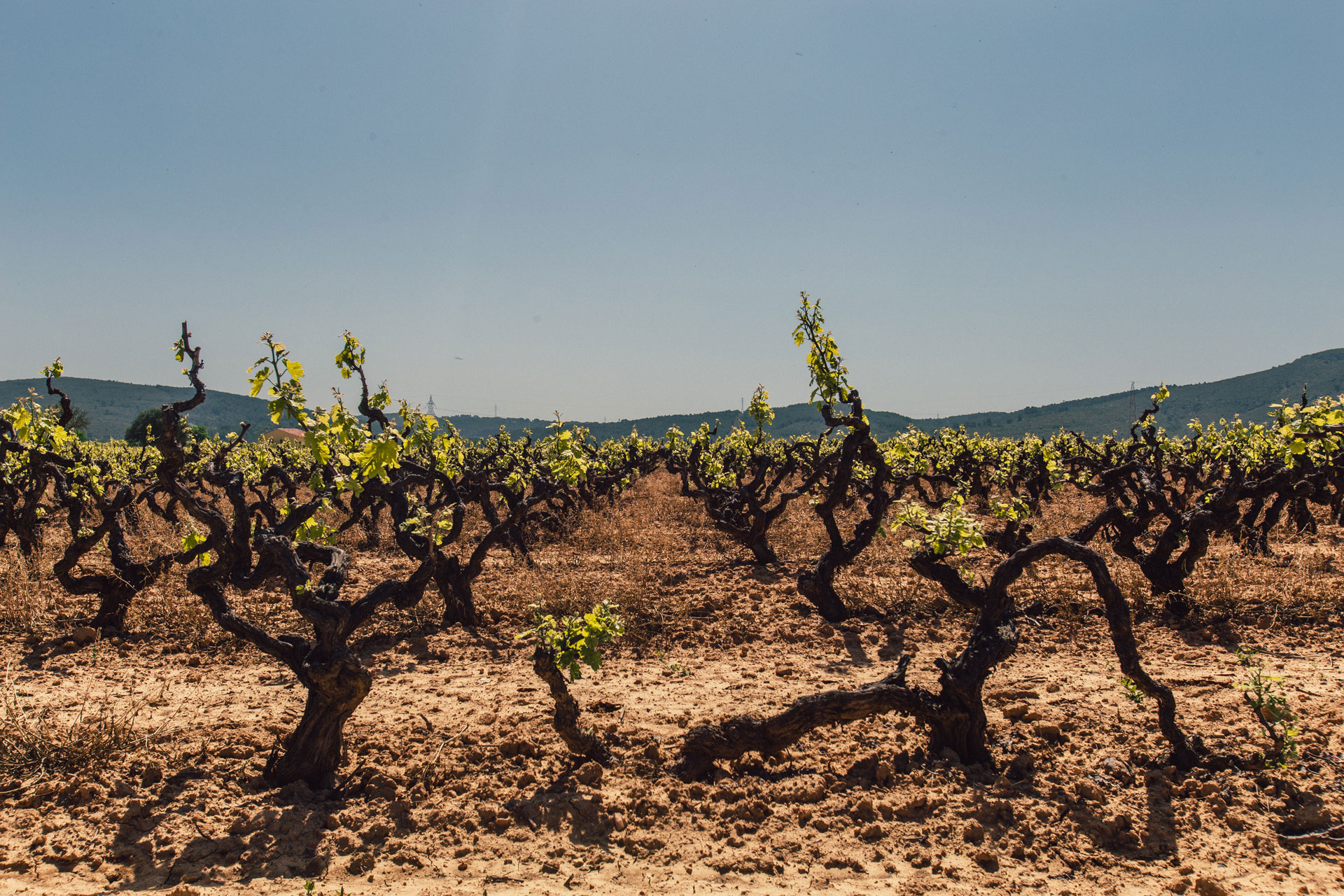 Vieilles Vignes - Vad är " gamla vinrankor " egentligen?
